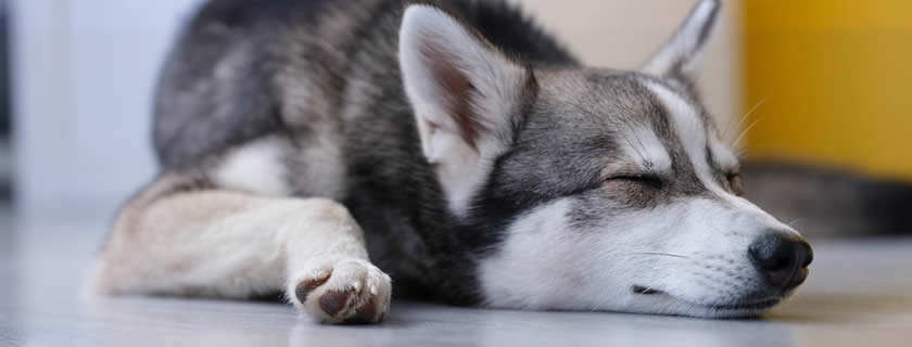 Schleimiger Durchfall beim Hund: Ursachen, Symptome & Behandlung